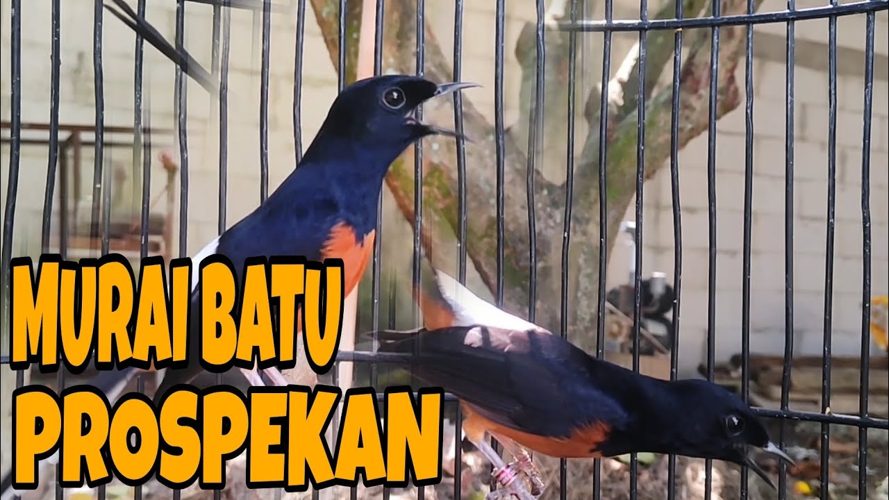 MURAIBATU MUDA PROSPEK‼️ - YouTube