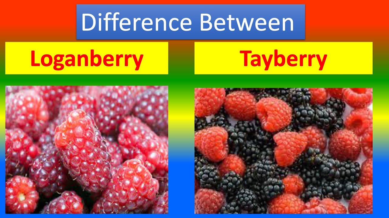 Differences Between Medical And Health Benefits Of Loganberry and ...