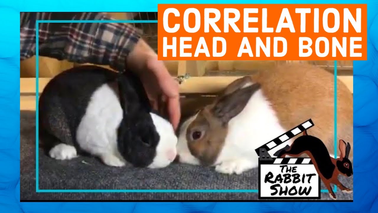 Breeding Dutch Rabbits - Correlation of Head and Bone with Kevin Hooper ...