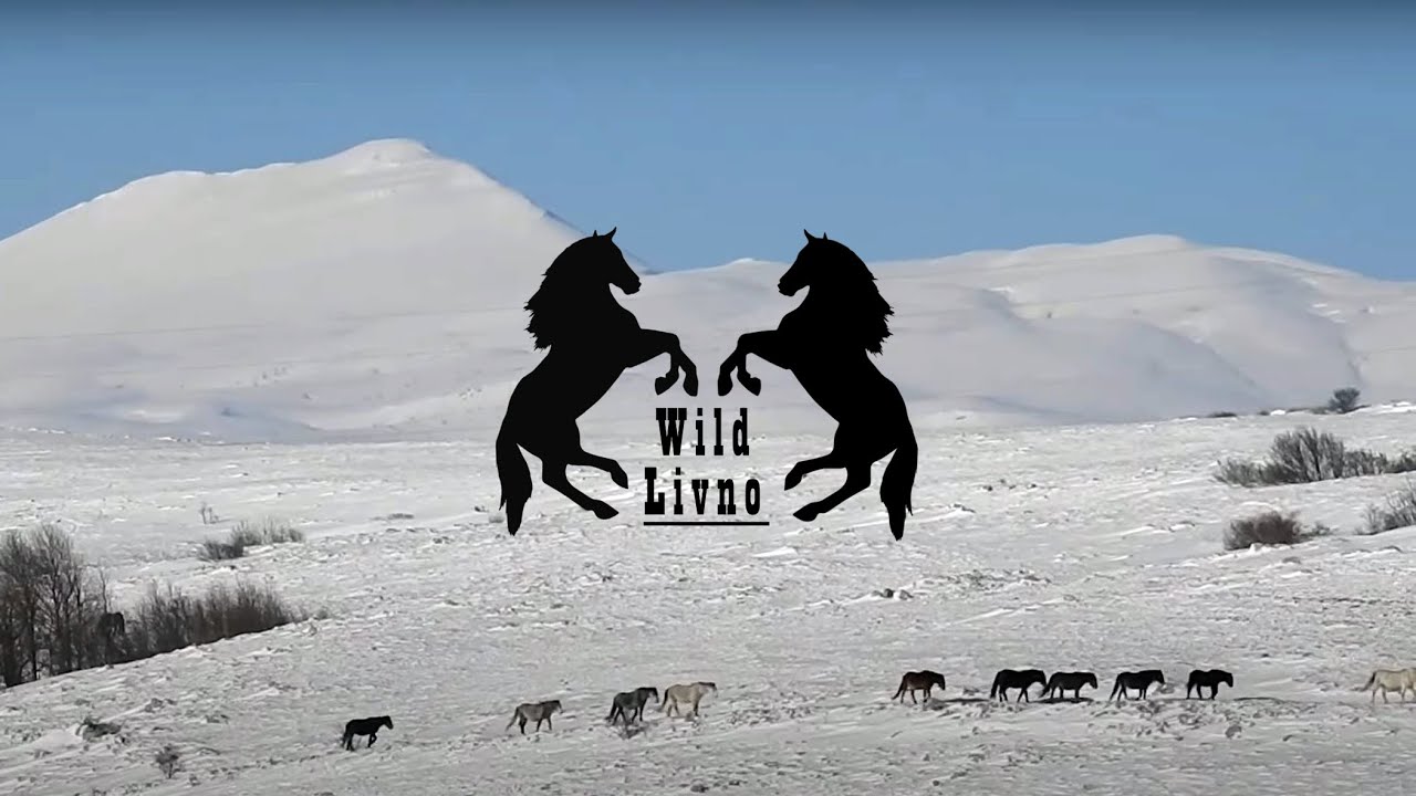 PODNOŽJE PLANINE CINCAR I VISORAVAN KRUG, DOM SU DIVLJIH KONJA ...