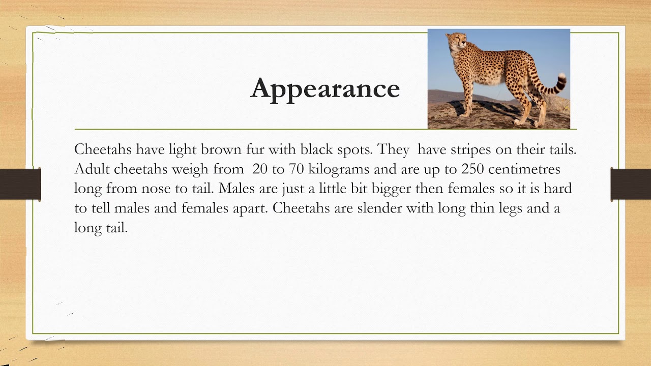 Information Report on Cheetahs - YouTube