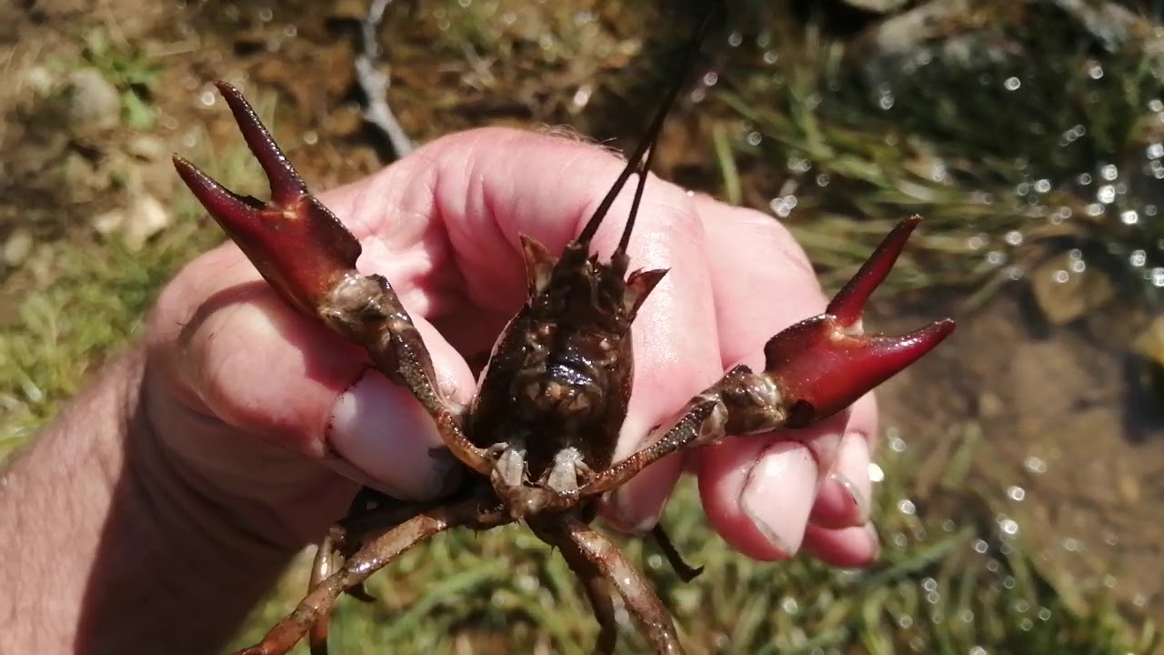 Red signal crayfish - YouTube