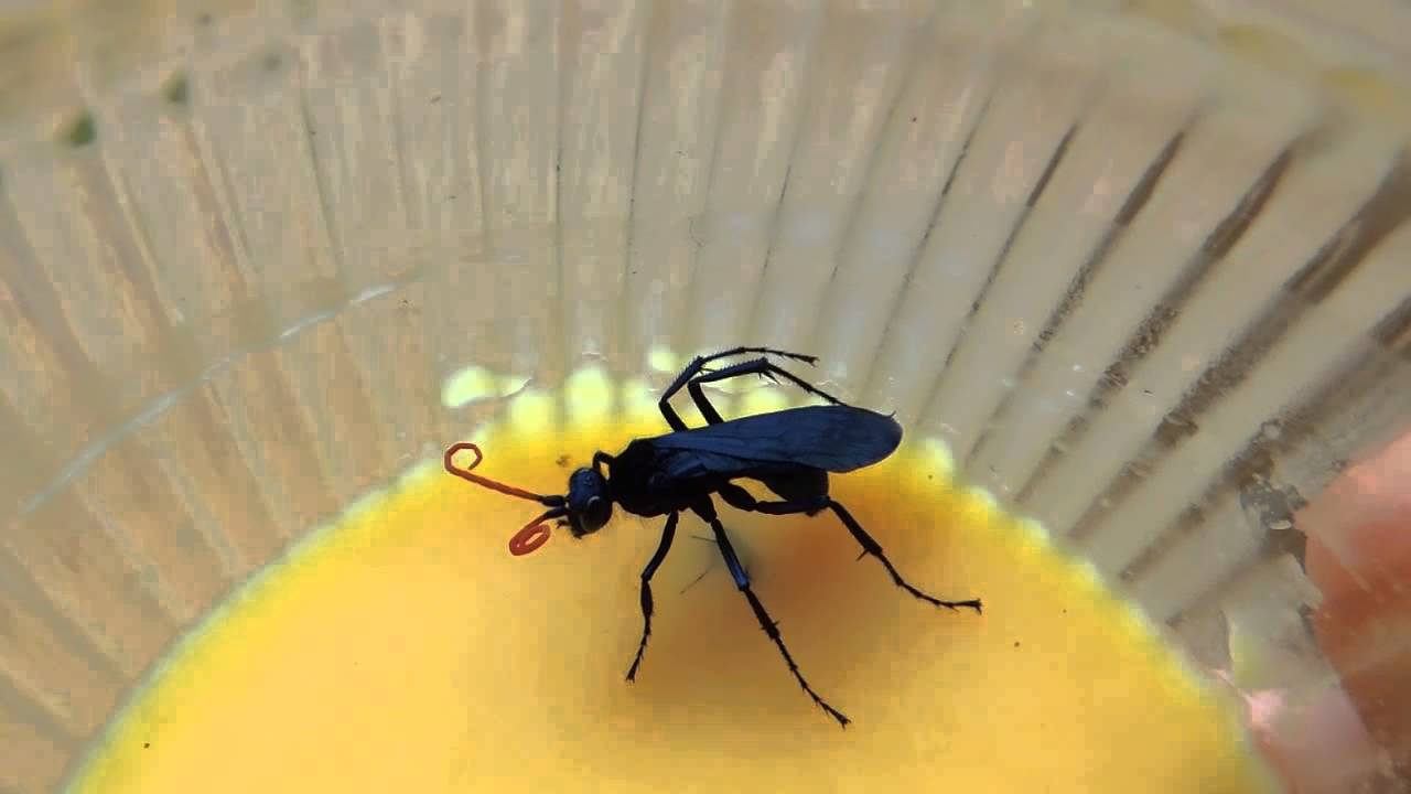 Avispa Azul (Pepsis ruficornis) Tarantula Hawk Wasp - YouTube