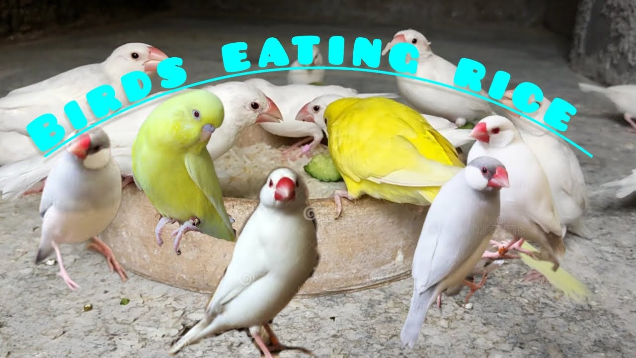 Java finches and budgies eating rice #parrot #budgie #java - YouTube