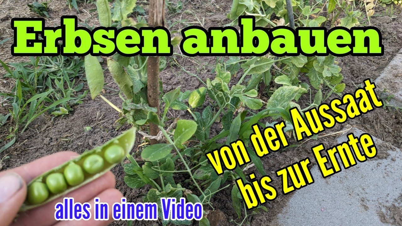 Erbsen anbauen: Von der Aussaat bis zur Ernte - Alles zum Erbsenanbau ...
