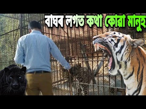 বাঘৰ লগত কথা কোৱা মানুহ // নেদেখিলে চৰম মিছ কৰিব the man talking with ...