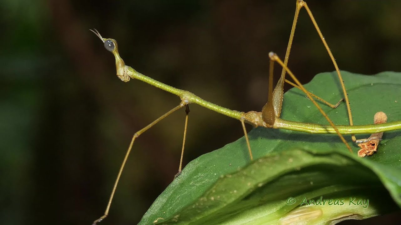 Stick Grasshopper, Apioscelis bulbosa, Proscopiidae from Ecuador - YouTube