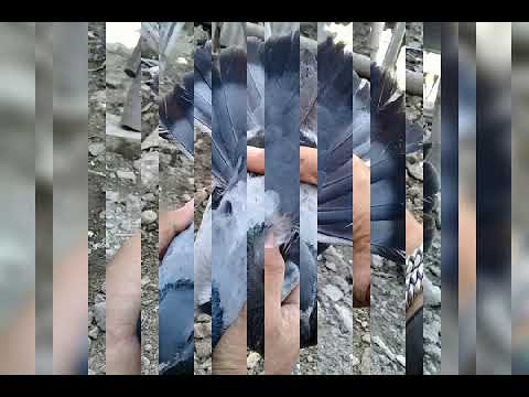 Merpati kupu"'cito ekor mekar waru sidoarjo - YouTube