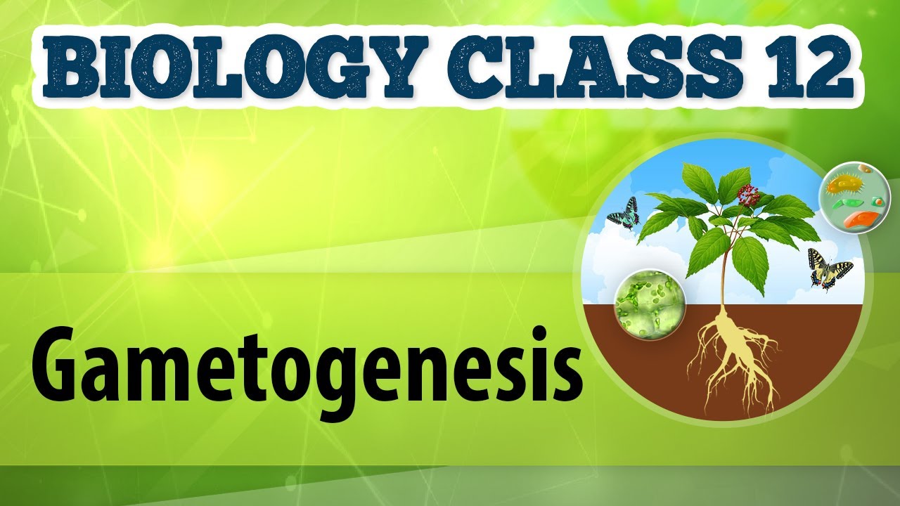 Gametogenesis - Human Reproduction - Biology Class 12 - YouTube