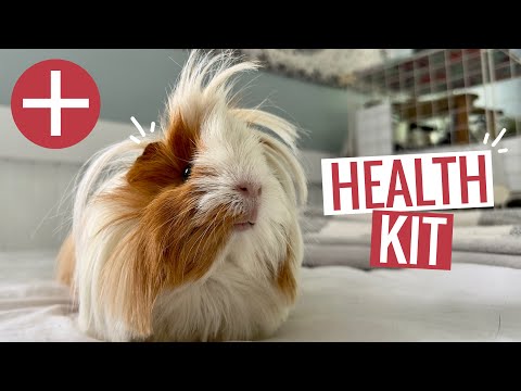 Guinea Pig First Aid Kit || Must-Have Supplies