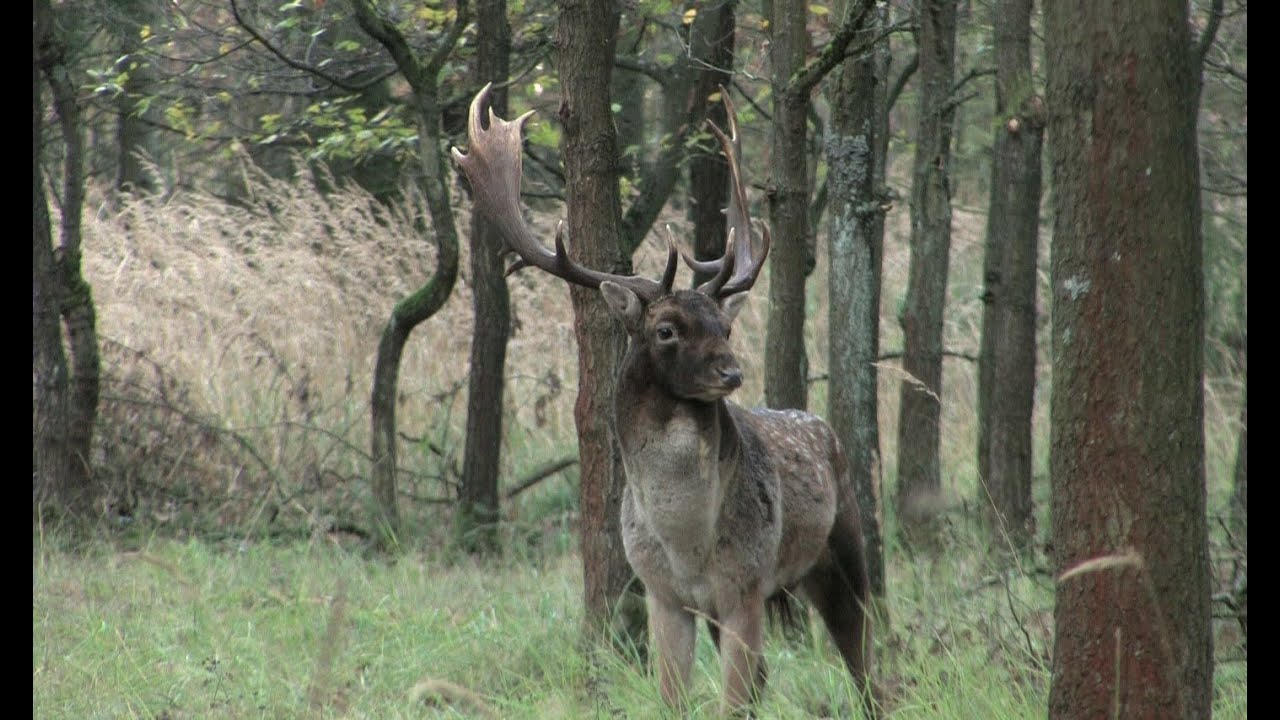 Damhirsch in der Brunft - fallow deer in rutting season (dama dama ...