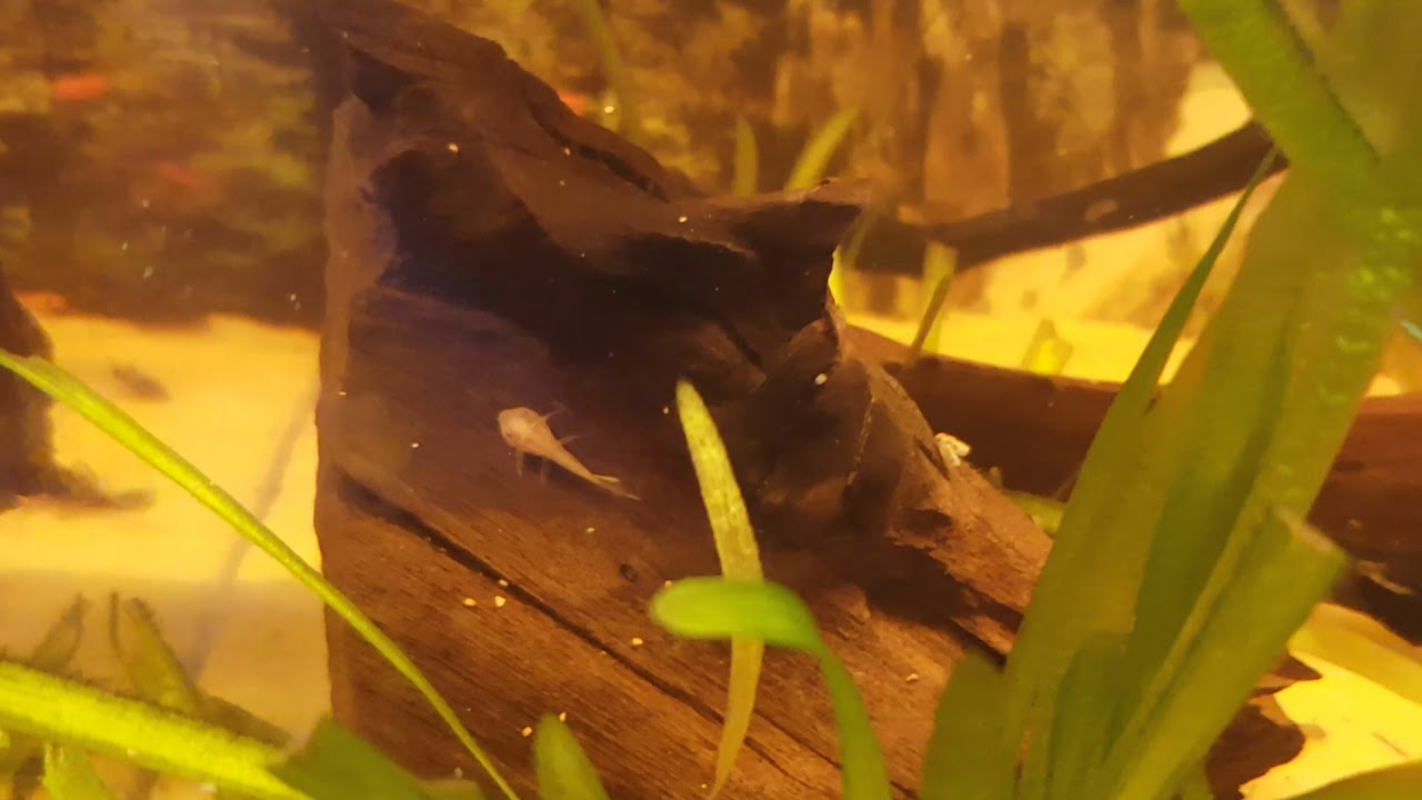 Antennenwelse,Baby Welse ,Albino Wels beim fressen. - YouTube