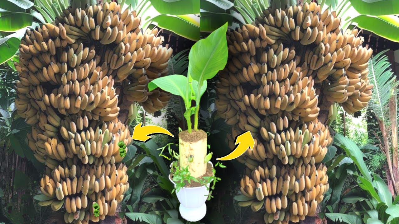 Wow ! Amazing Idea Grafting banana with Egg on banana tree - YouTube