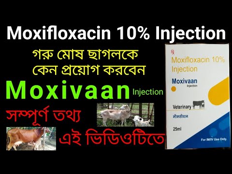 পশুকে কি কি রোগে কখন কিভাবে প্রয়োগ করবেন Moxivaan Inj | Moxifloxacin 10% Injection uses in bangla