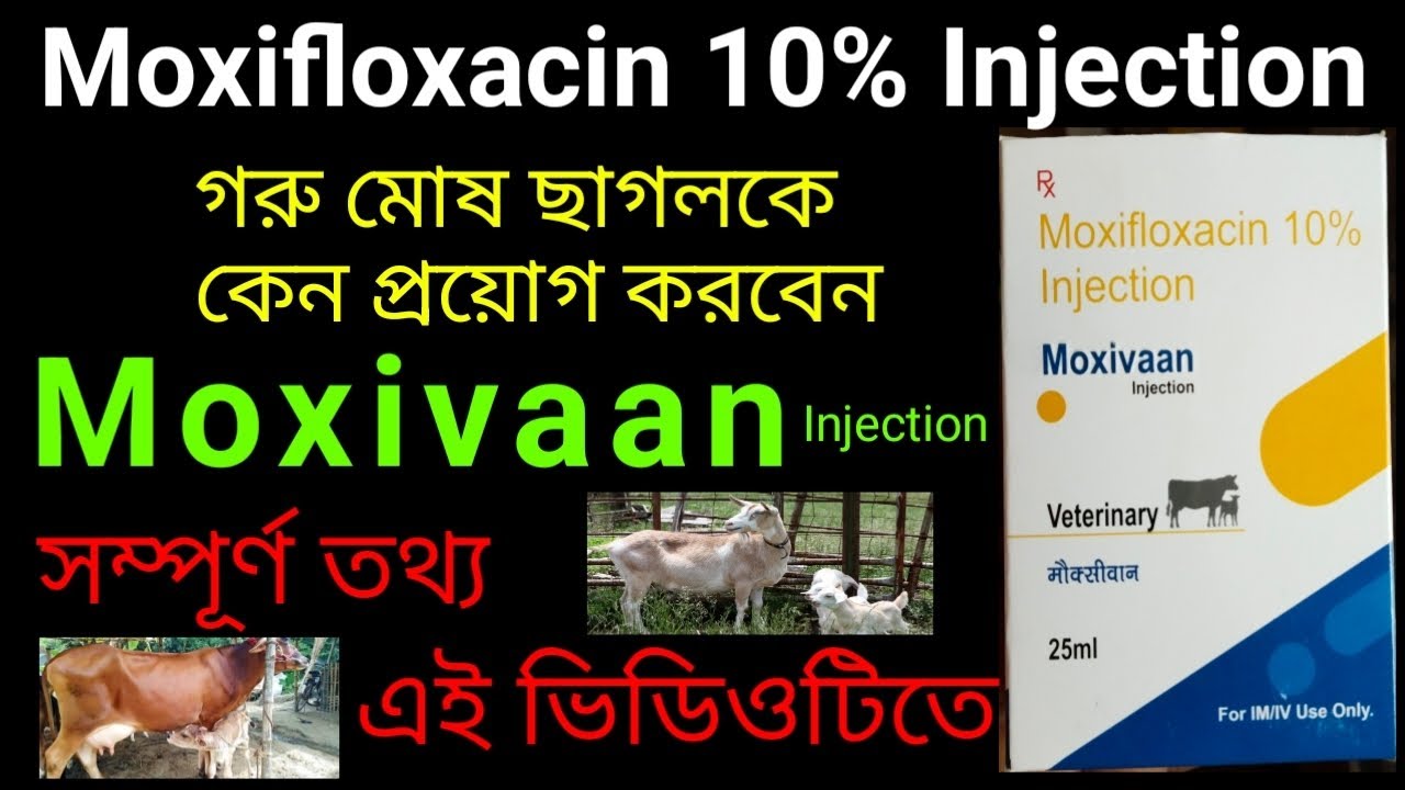 পশুকে কি কি রোগে কখন কিভাবে প্রয়োগ করবেন Moxivaan Inj | Moxifloxacin ...