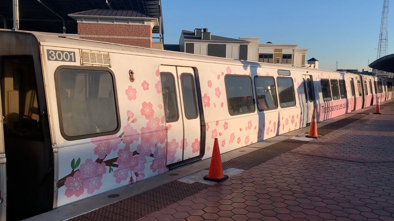 WMATA Washington, D.C. Metro Cherry Blossom Train - YouTube