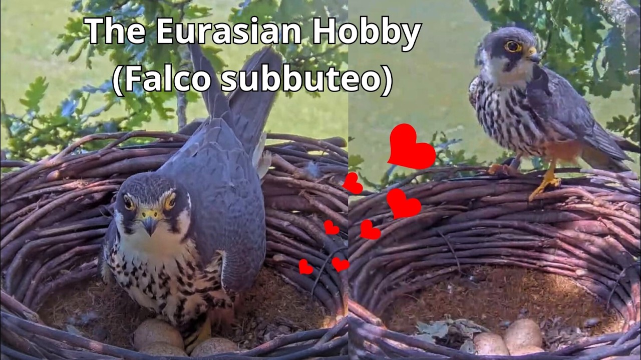 Amazing Falcon - Eurasian Hobby in Dorset, England;The Beginning Of The ...
