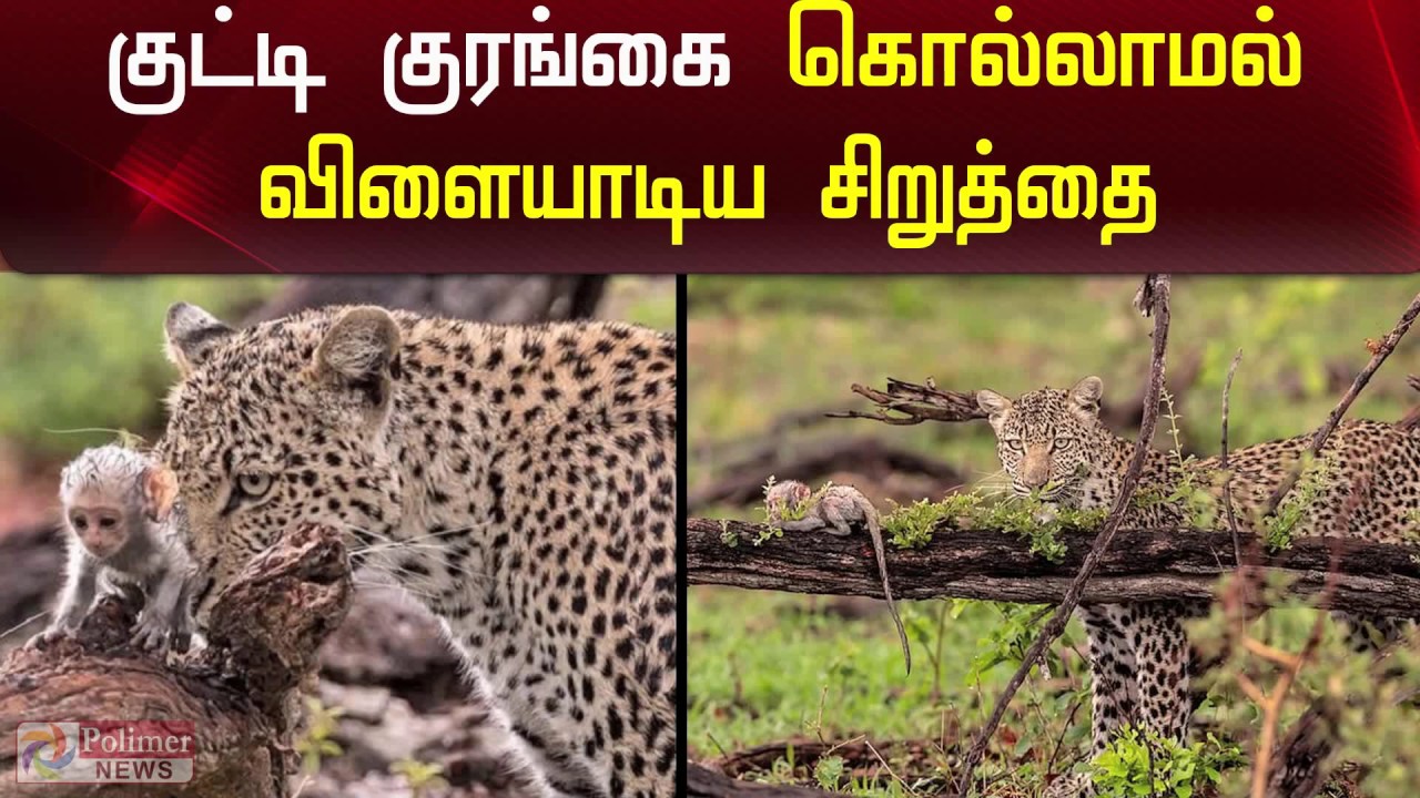 குரங்குக் குட்டியுடன் சிறுத்தை ஒன்று விளையாடும் காட்சி || Leopard ...