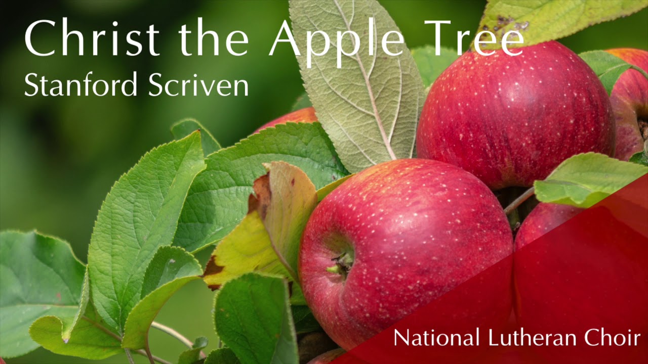 Christ the Apple Tree, arr. Stanford Scriven | National Lutheran Choir ...