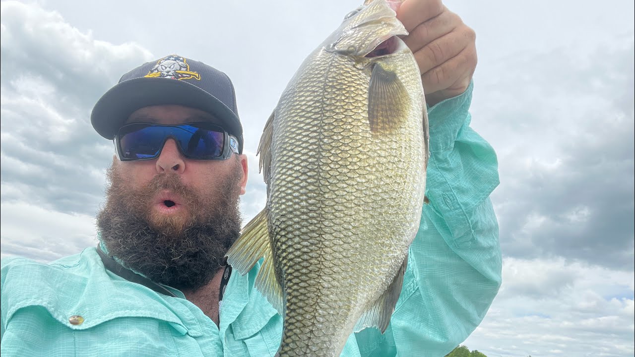 Joe Holland Fishing is live! White Perch Smashfest w Livescope - YouTube