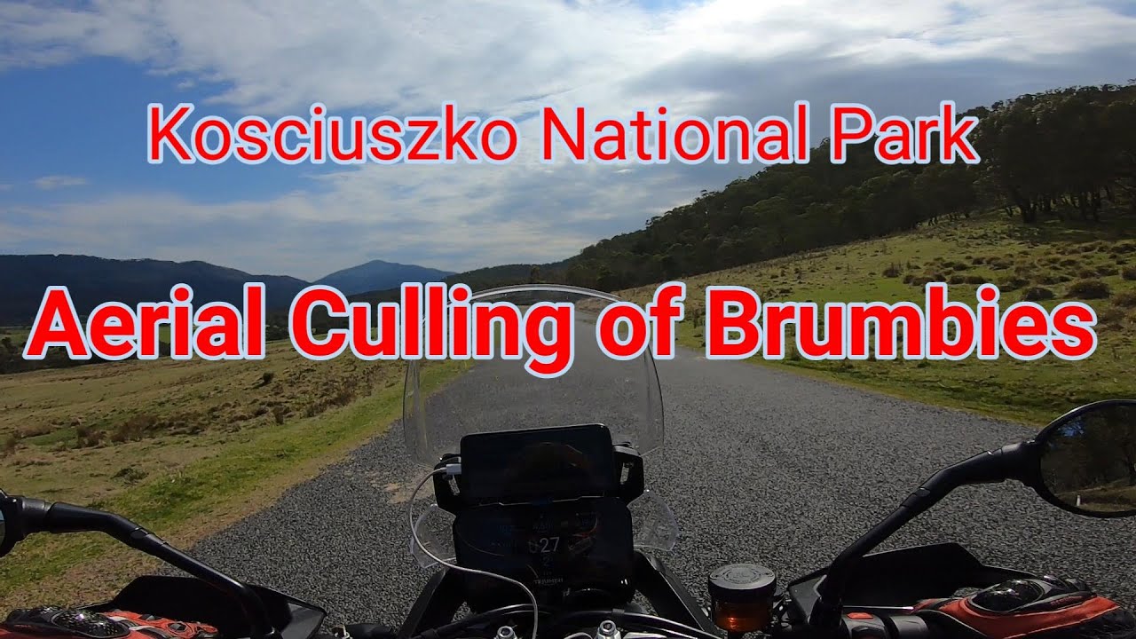 Aerial Culling of Brumbies - Kosciuszko National Park - YouTube