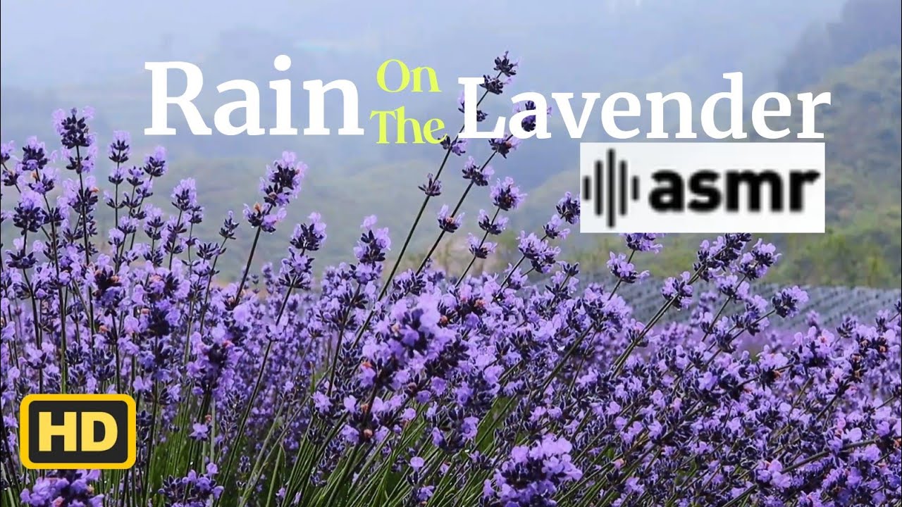 Sound of Thunder and Rain on lavender field in a mountainous area - YouTube