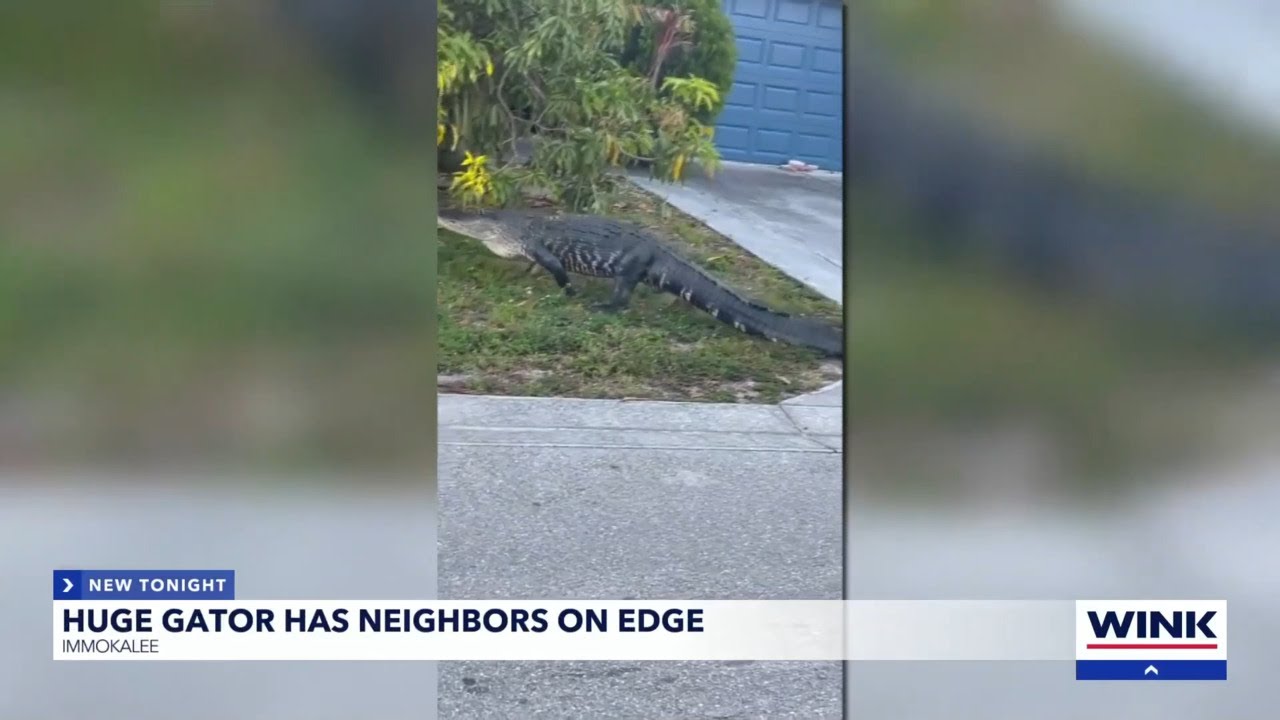 Caught on video: Huge gator crosses Immokalee neighborhood - YouTube