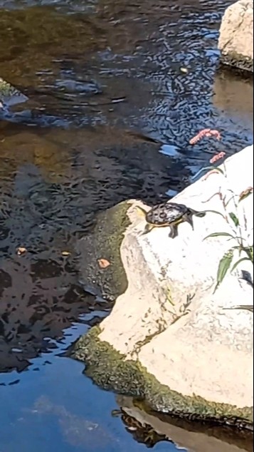 암벽 등반후 점프하는 거북/the turtle jumping after rock climbing #shorts #거북 - YouTube
