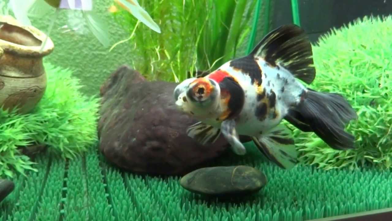 Tri-color Moor Goldfish - YouTube