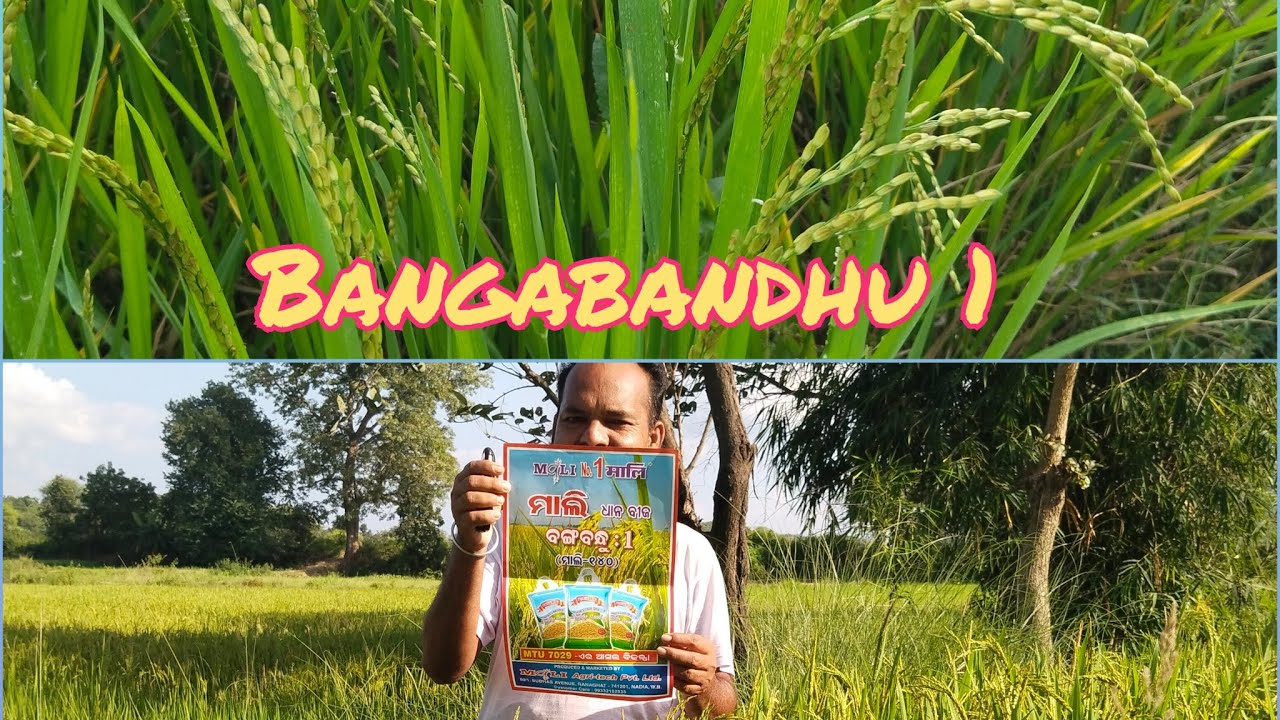 Mali seeds||Bangabandhu 1paddy||mali dhan - YouTube
