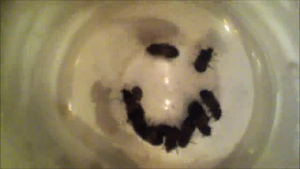 Dermestids Canada's Dermestes Lardarius Colony 2019 Timelapses #1 2 ...