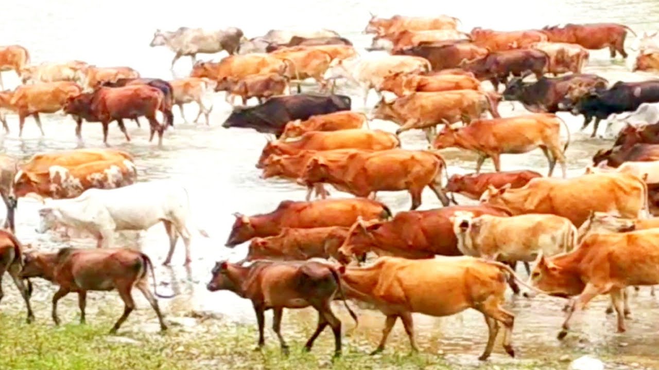 Gembala sapi,,sapi mooo sapi liar,sapi pulang kandang lewat sungai ...