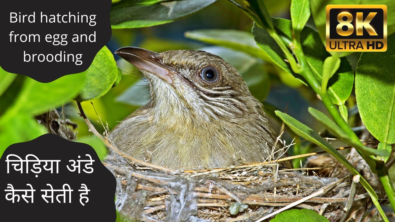 Bird hatching from egg and brooding in 4K UHD HDR | Chidiya apne ande ...