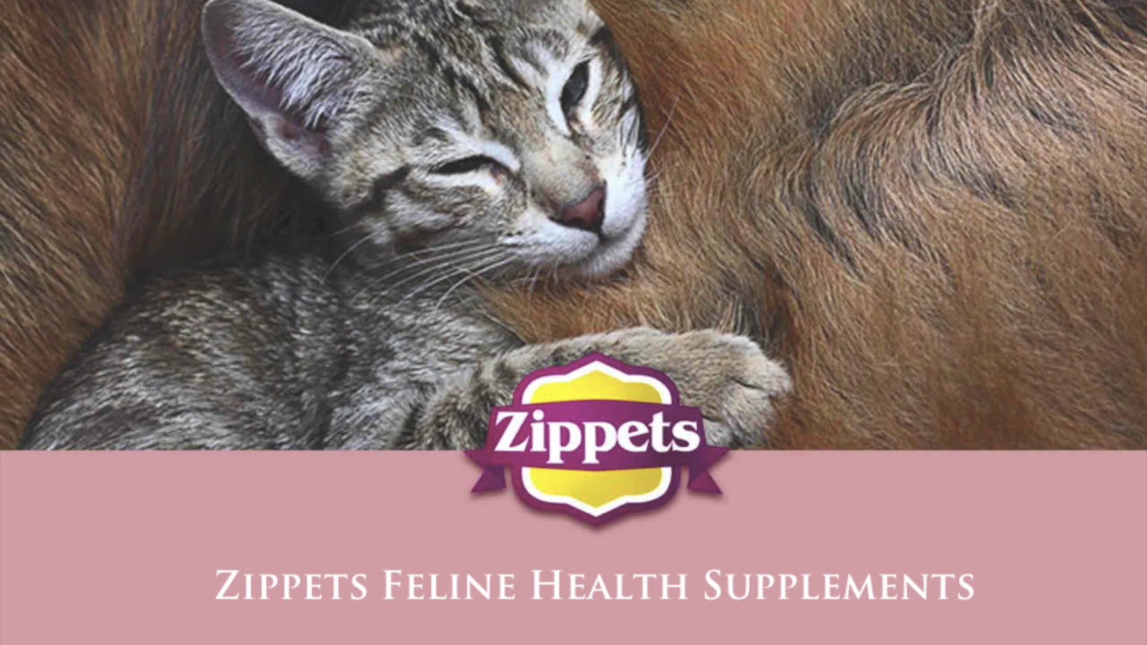 Zippets Company Introduction - YouTube