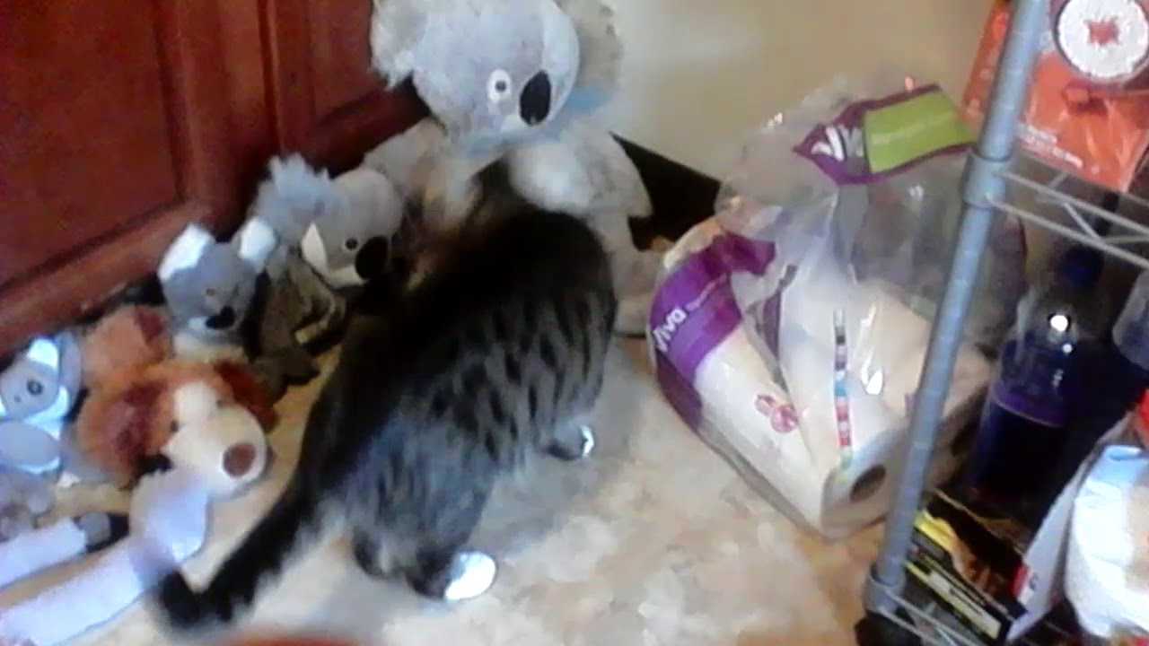 the family main characters of stuffed animals Haley's adventure - YouTube