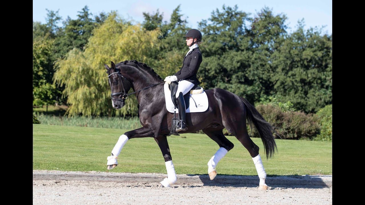 Suarez - Stallion Collection Schockemoehle & Helgstrand 2021 ENG - YouTube