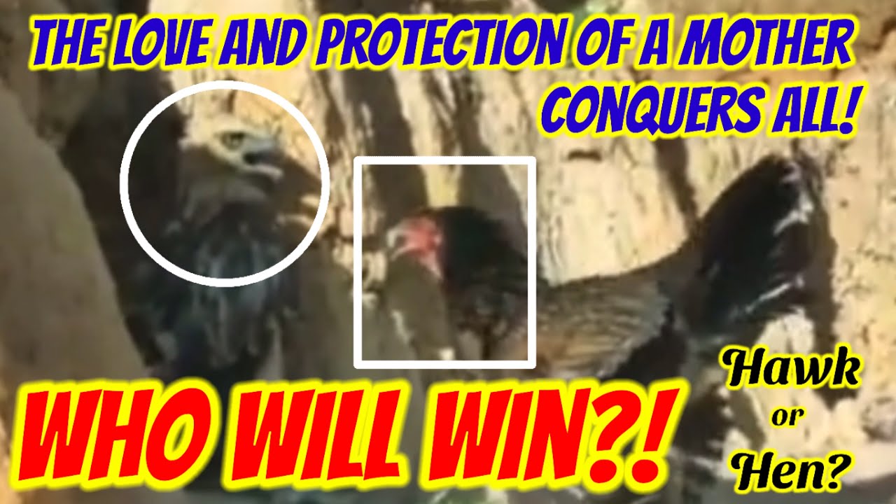 Who will win? Hawk or hen? | Hawk vs Hen | Mother’s love and protection ...