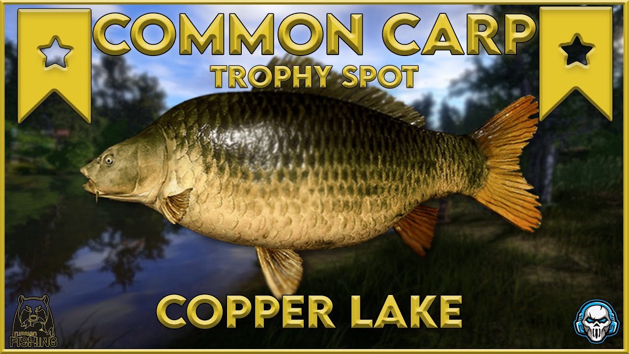 COMMON CARP TROPHY SPOT! COPPER LAKE - Russian Fishing 4 #rf4 # ...
