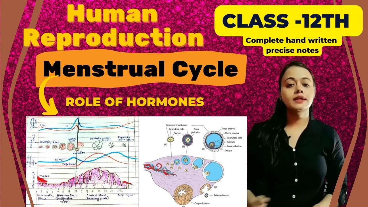Menstrual cycle, Hormonal changes| Human reproduction| class -12th ...