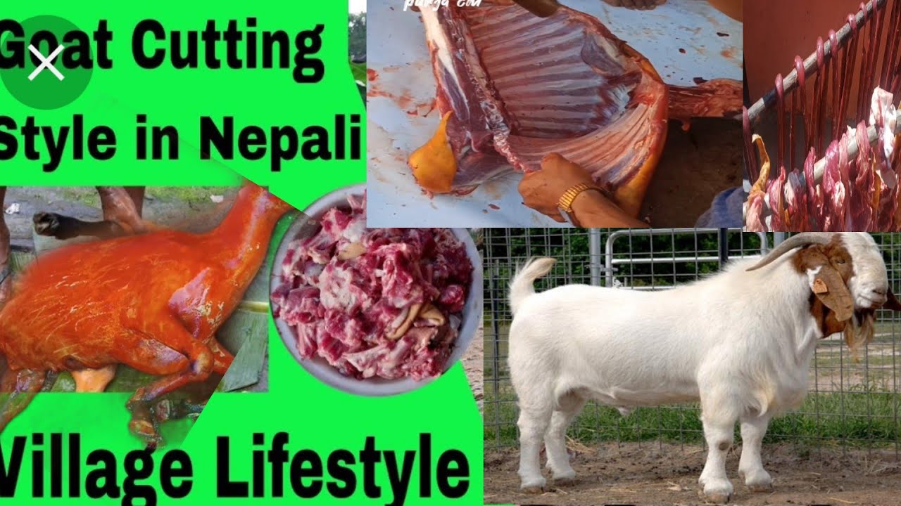 big 30kg goat cutting in nepal | dashain tihar special goat cutting in ...