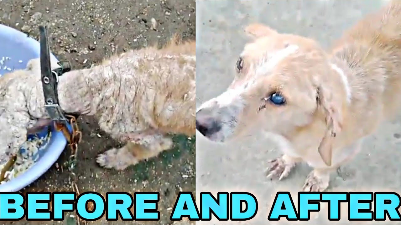 BEFORE AND NOW! | ANG GANDANG ASO - YouTube