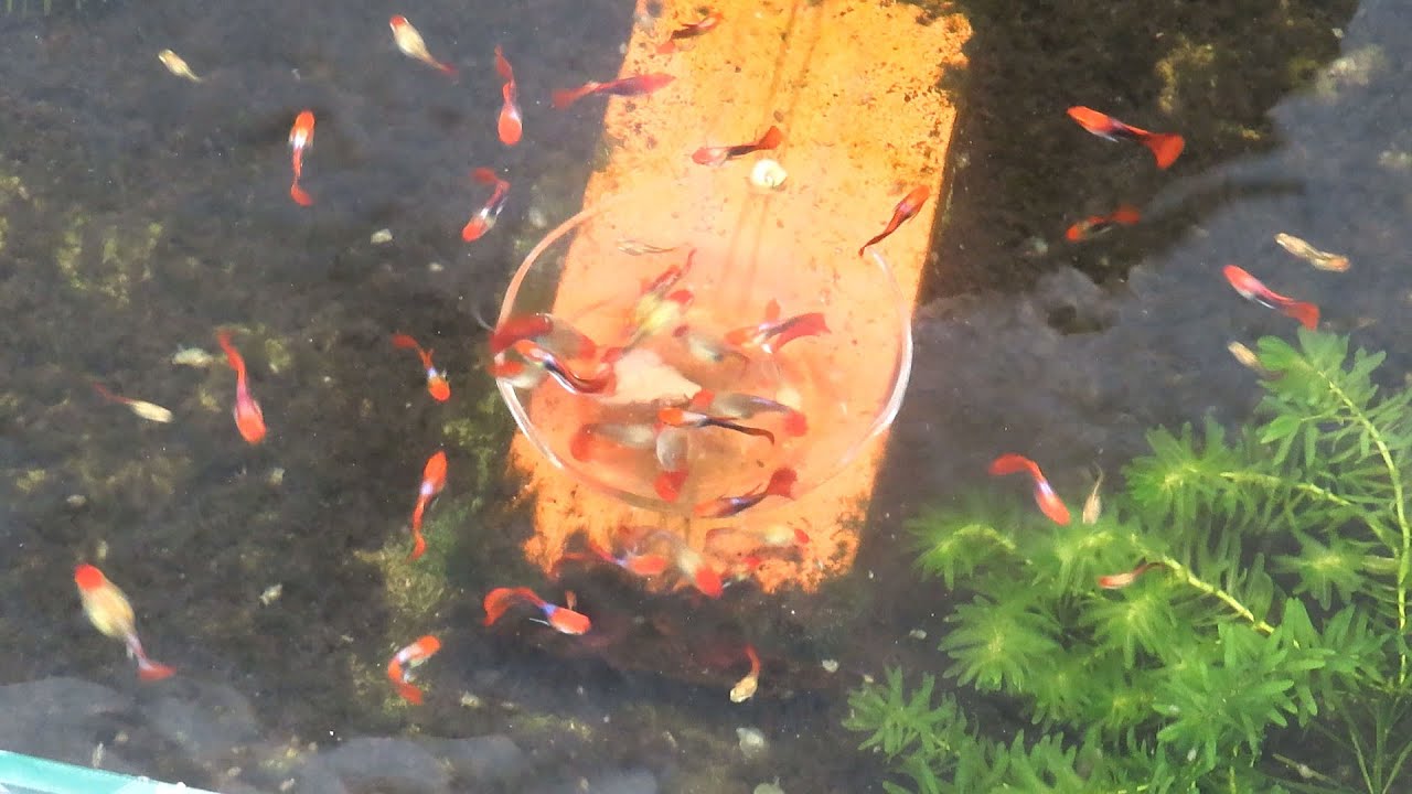 Aquarium (Balloon koi guppies) after 2 months 😍 - YouTube