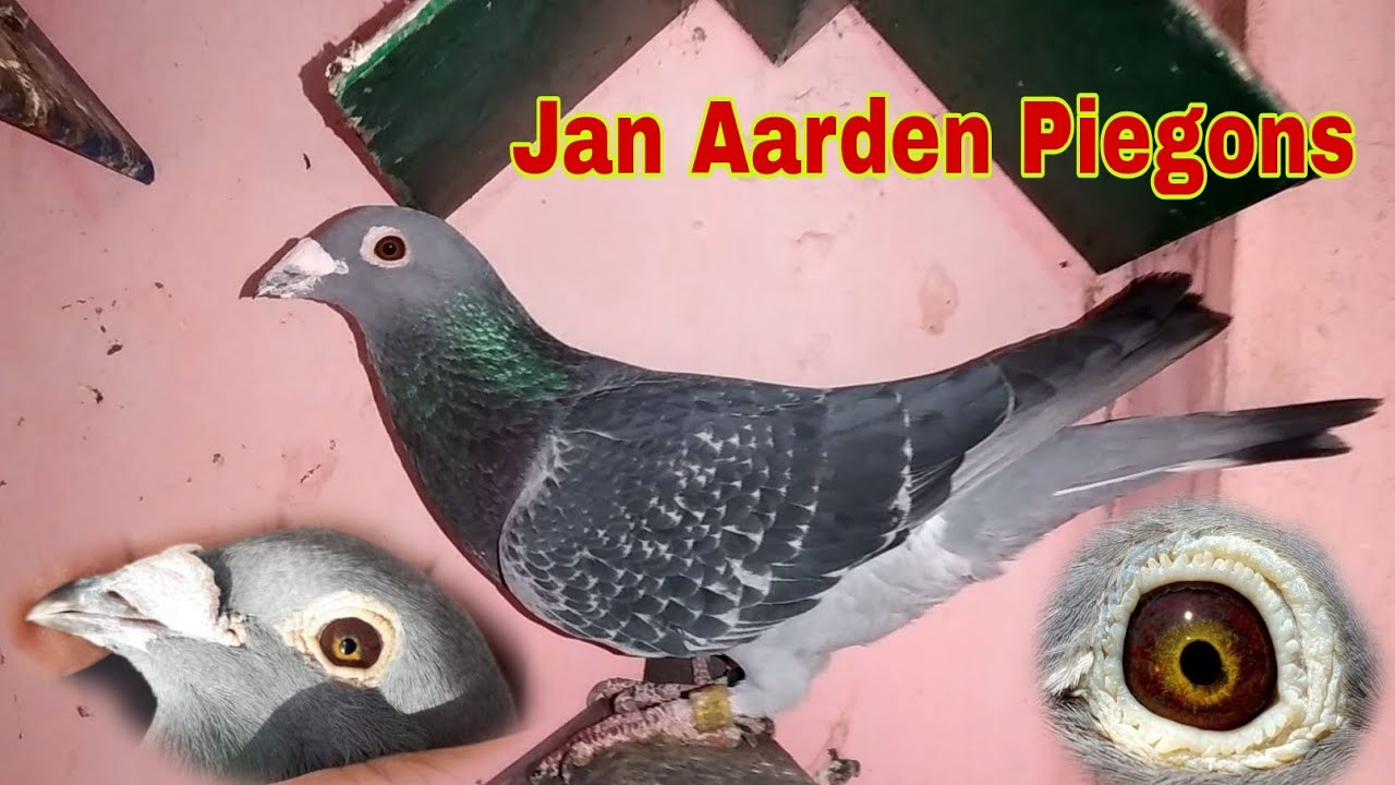 Breeders Jan Aarden Piegons | Jan Aarden Racing Pigeons| Flying Horses ...