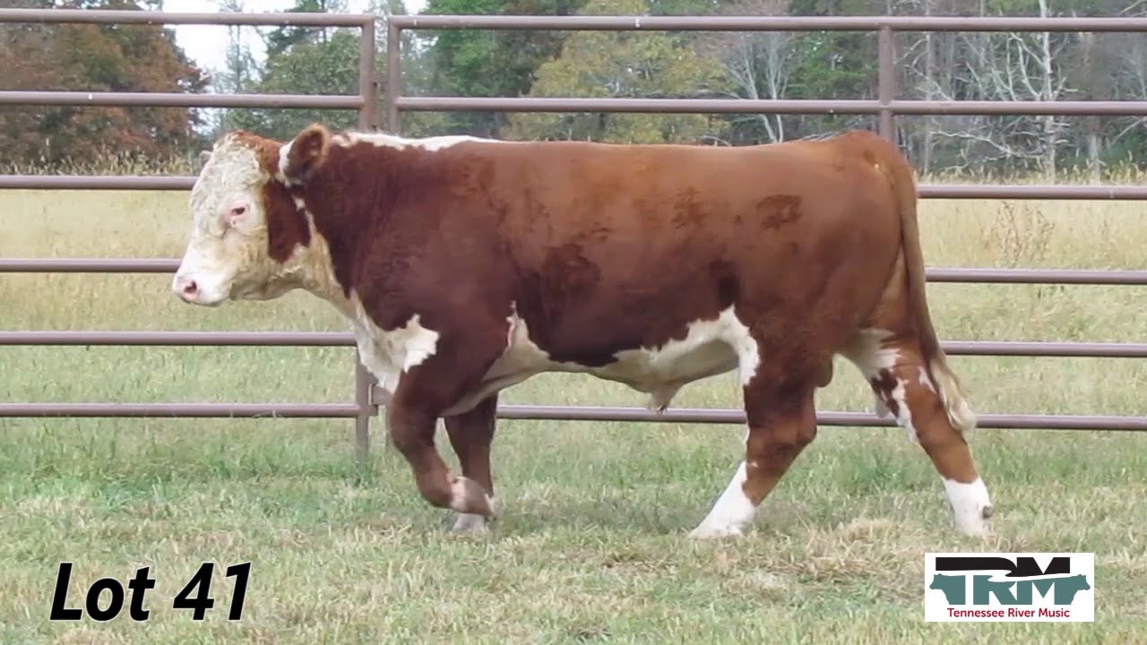 HIgh Cotton Bull Sale 2019 Lot 41 - YouTube