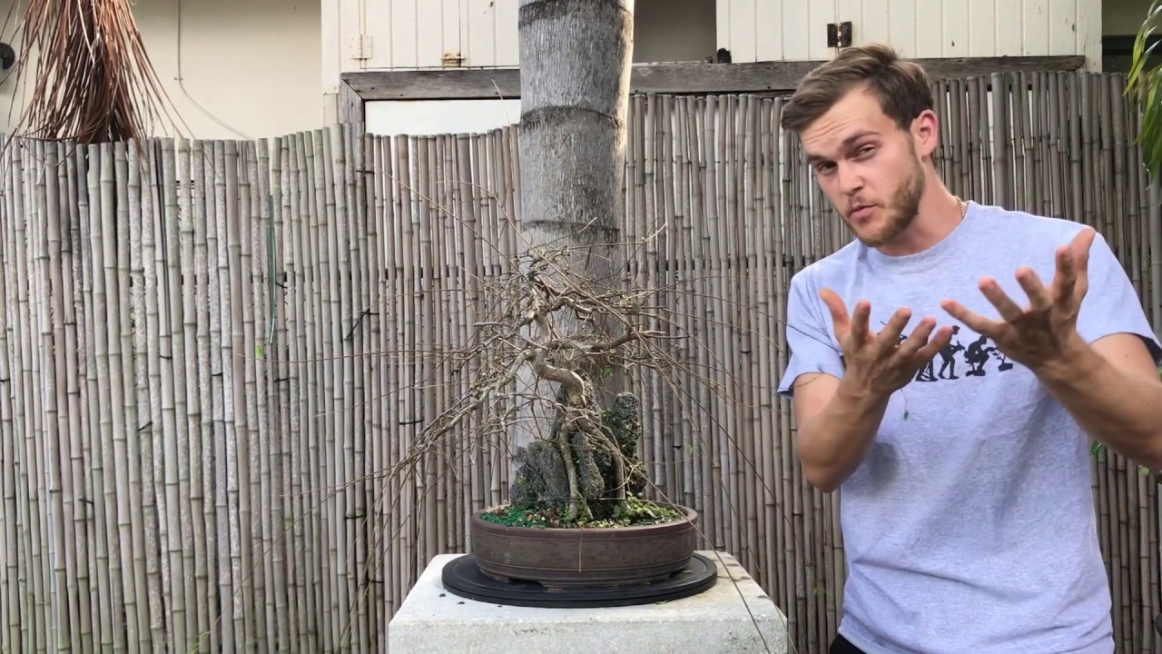 Chinese Elm Bonsai Root Over Rock The Bonsai Supply Youtube
