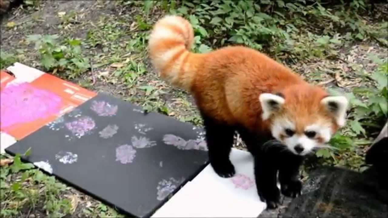 Red Panda Gets Artsy - YouTube