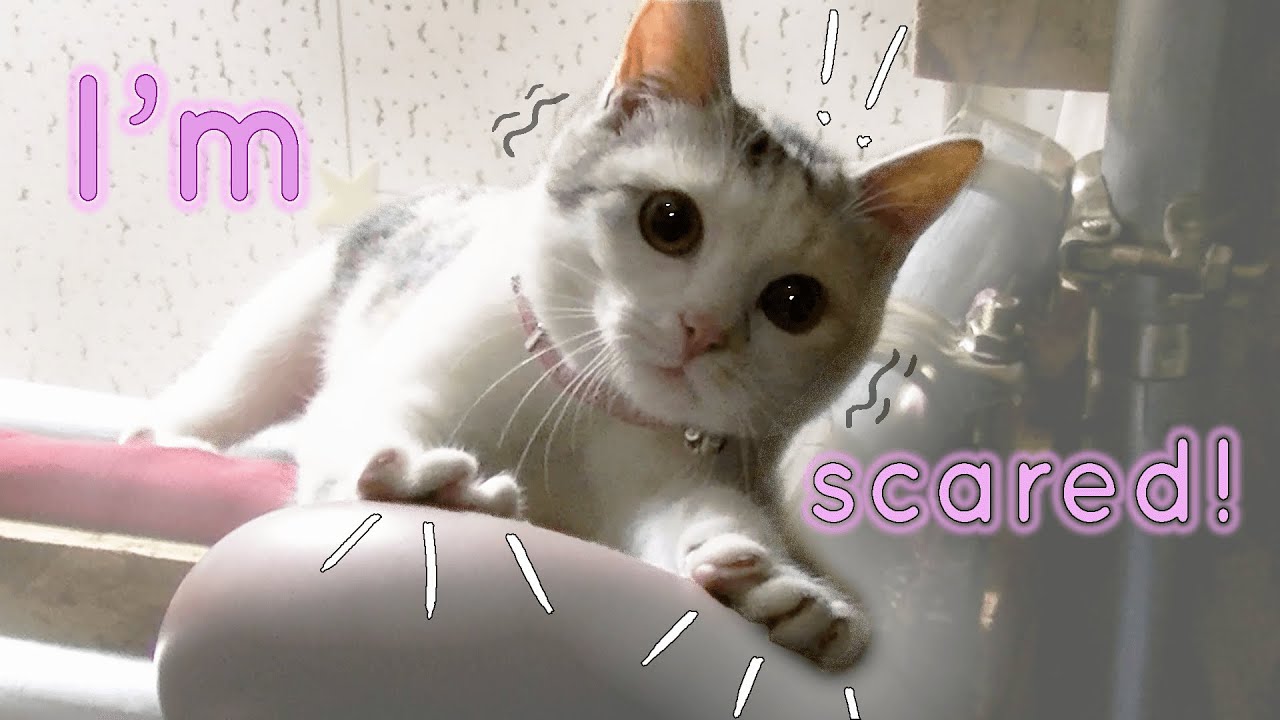Im Scared Cat Meme