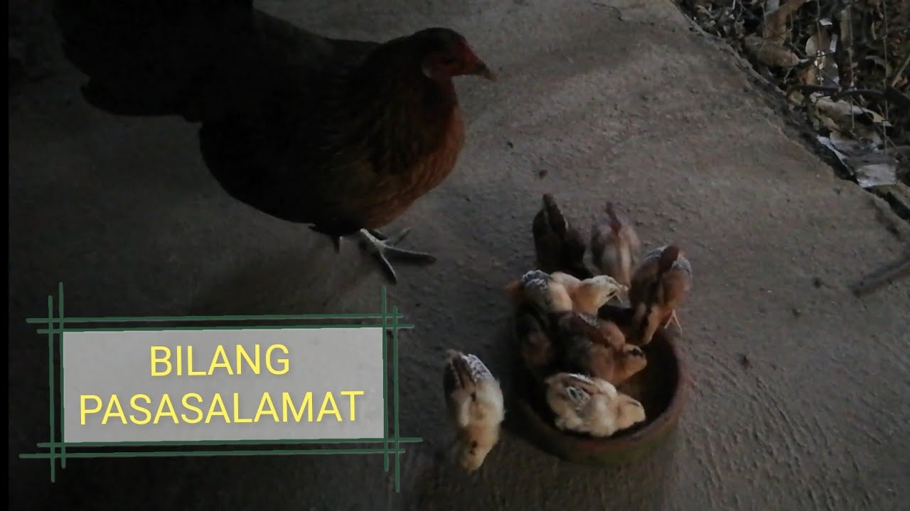 Raising my baby chicks Naturally (Murang Manok Panabong sa Negros ...