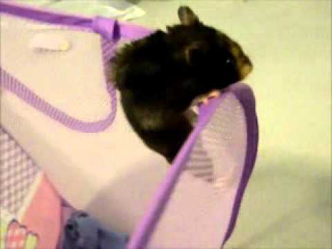 The Fastest Hamster In The World - YouTube