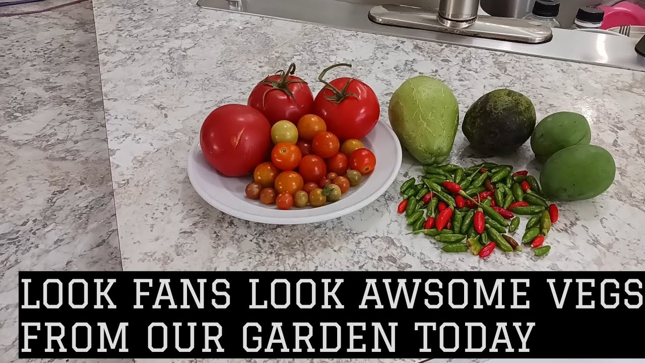 Look fans look vegs from God's creation our Garden today whow - YouTube